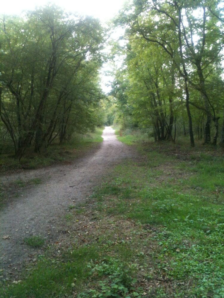 About | Captain Forest