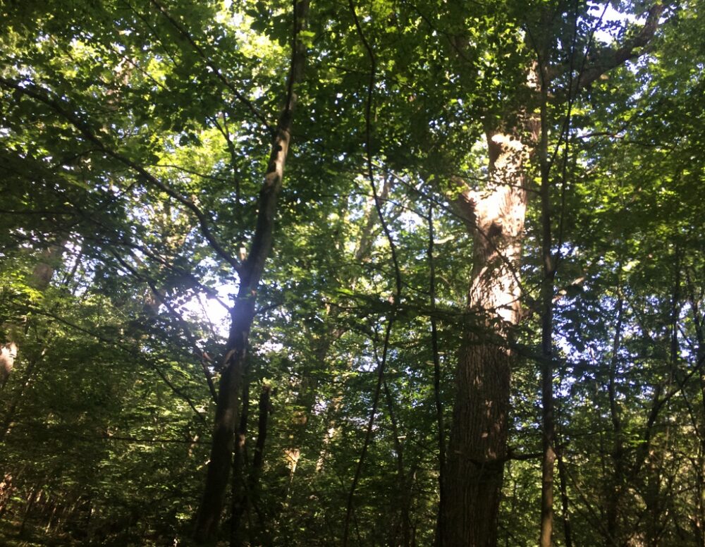 The Mysteries of Nature | Captain Forest