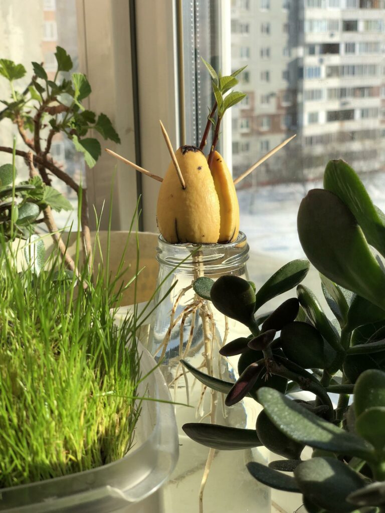 How To Plant Avocado Pits? | Captain Forest