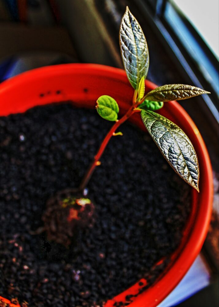 How To Plant Avocado Pits? | Captain Forest
