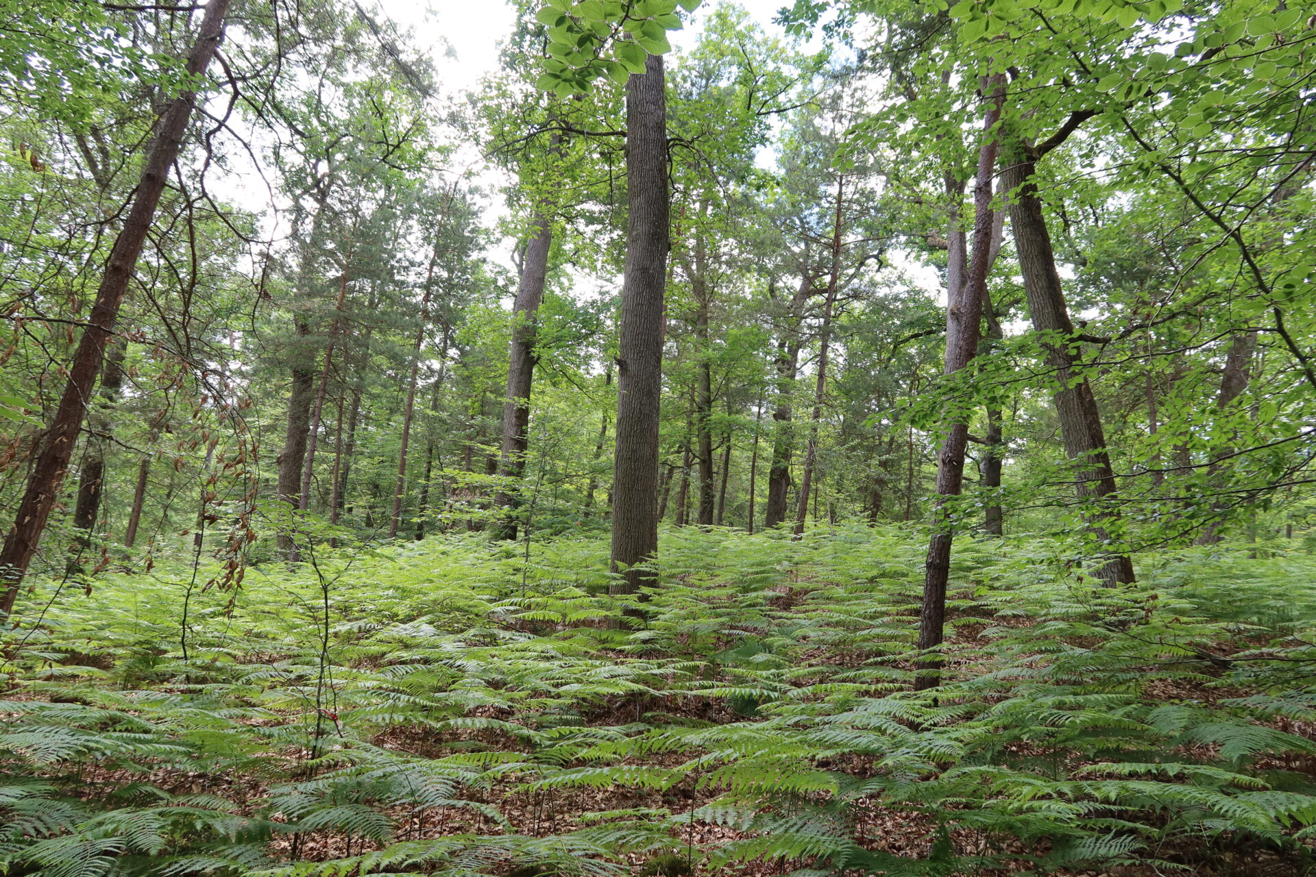 Three Secrets About Life of Trees | Captain Forest